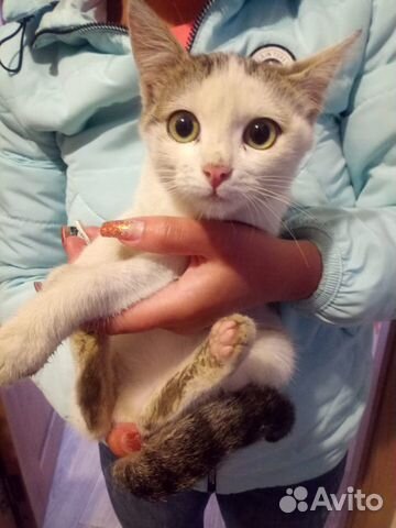 Котенок в добрые руки