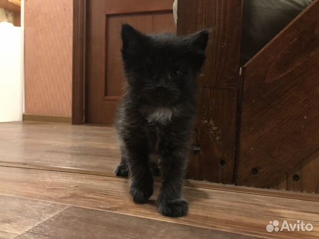 Пушистый котёнок в добрые руки