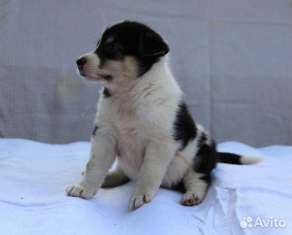 Щенок девочка 2 мес