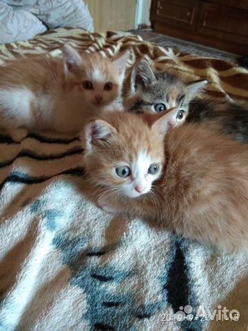 Котята 1,5 месяца