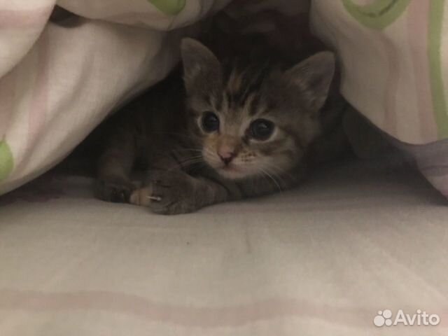 Котёнок (девочка)