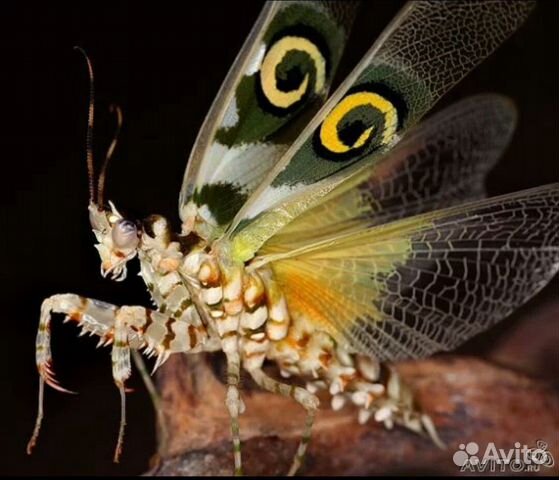 Насекомые и другие членистоногие