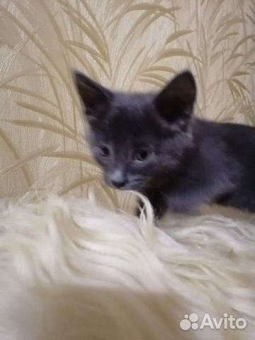 Котейка