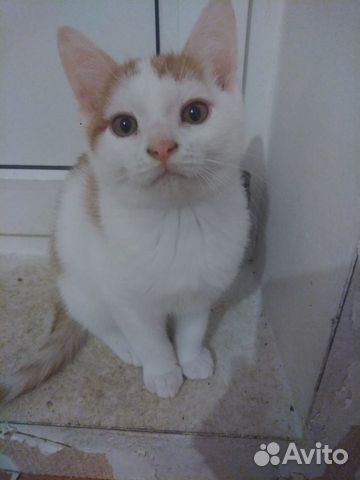 Котенок мальчик