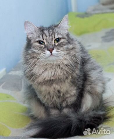 Ласковая неженка Пушинка 1,5-2 года ищет свой дом