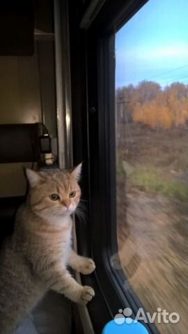 Ласкуша и добряк шотландец