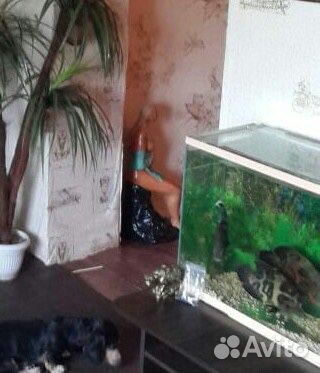 Рыбки в аквариуме