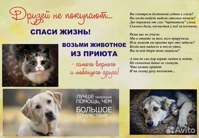 Взрослые собаки из приюта