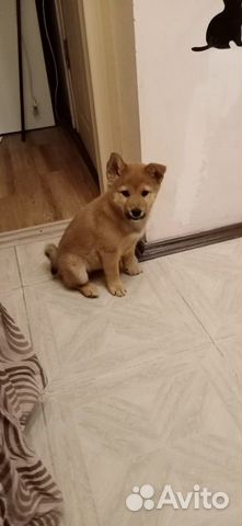 Сиба уно не для выставок для себя, для души 2месяц