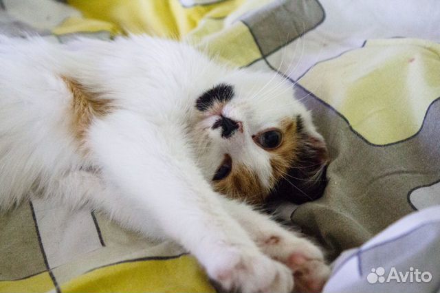 Супер ласковый комок