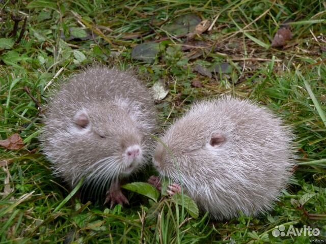 Нутрии 2 месяца