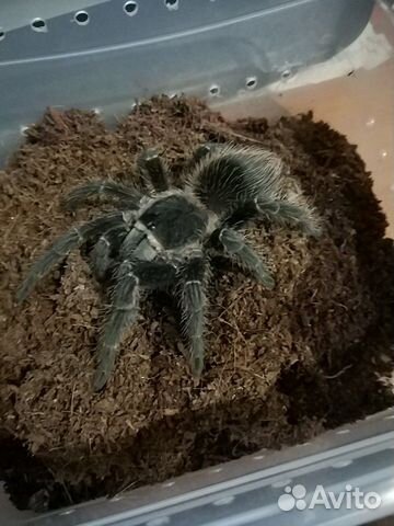 Паук птицеед Lasiodora Parahybana L10