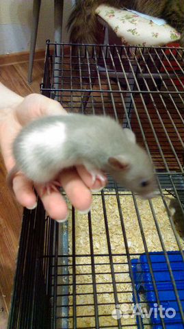 Взрослые крысы,подростки крыс