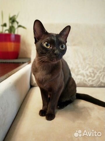 Бурманская кошечка соболиного окраса