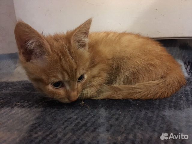 Рыжие котята 3 мес