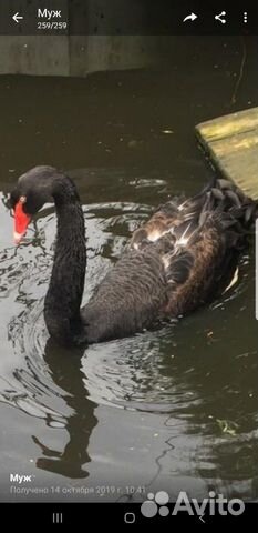 Черныйлебедь