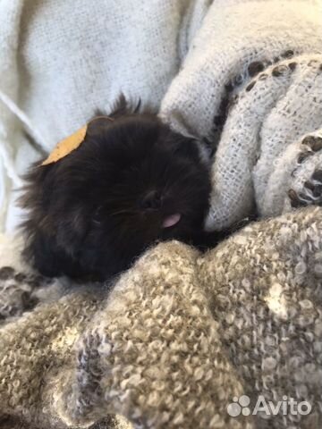 Та самая любовь за деньги