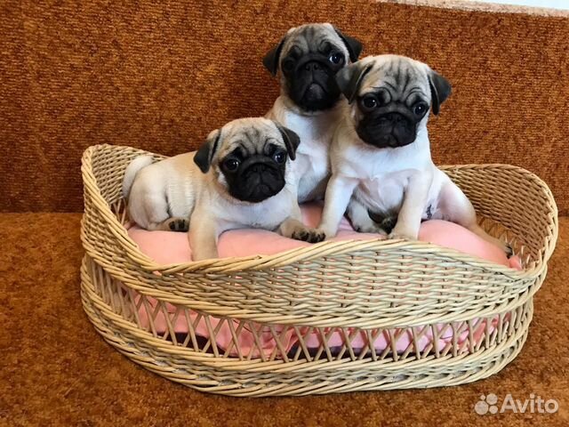 Щенки мопса