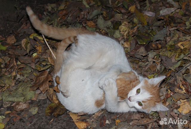 Котенок-мальчик ищет любящих хозяев