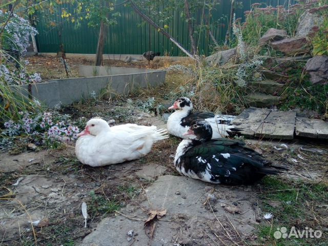 Индоутки (мускусные утки, шипуны)