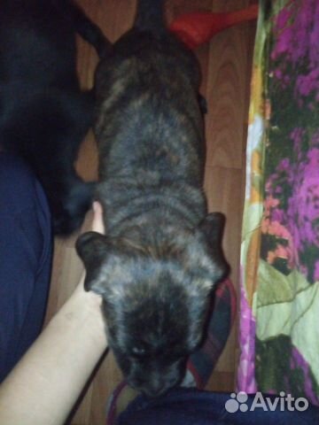 Стаффордширский терьер