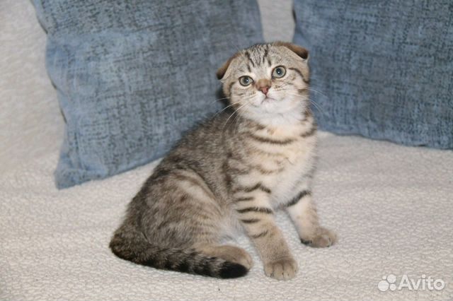 Ласковый вислоухий кот
