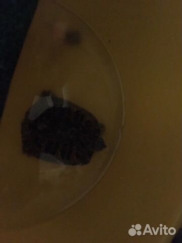 Отдаю красноухую черепаху