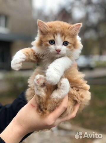 Шикарный рыжий котенок