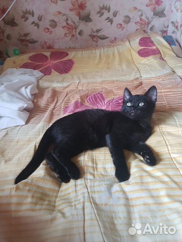 Красивый парень 3 мес в дар