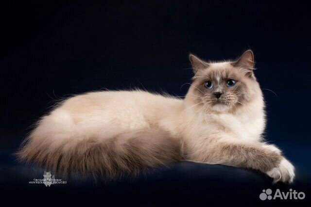 Невский маскарадный котенок