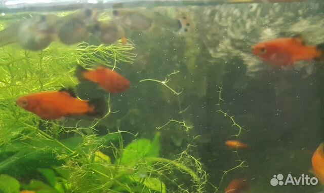 Пецилия мальки