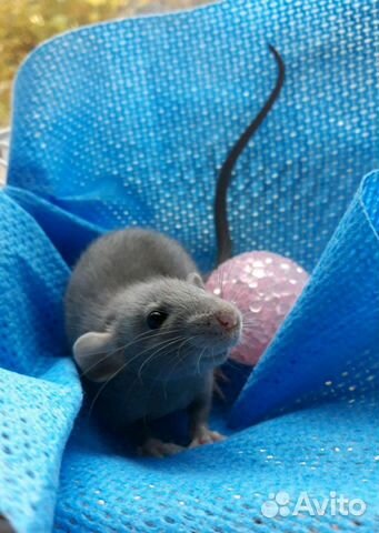 Шикарные крысята дамбо