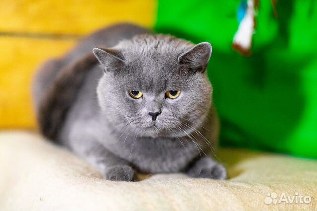 Сладкий пирожок Бархат