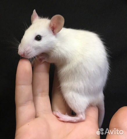 Крысята сиам разноцветные