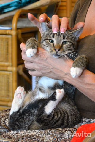 Прелестный котенок Крошик 6-7 мес ищет свой дом