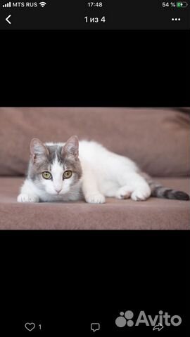 Кошечка подросток Кира в добрые руки