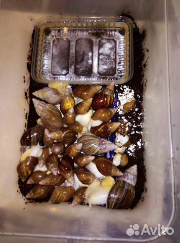 Гигантские африканские улитки (ахатины)