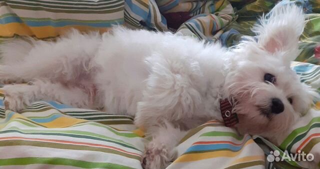 Подарю в добрые ручки маленького пёсика по кличке