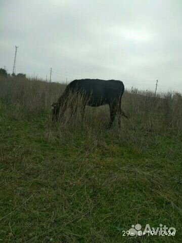 Стальная телка хорошая
