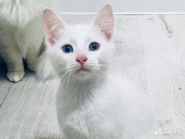 Котёнок с разными глазами. Турецкая Ангорка