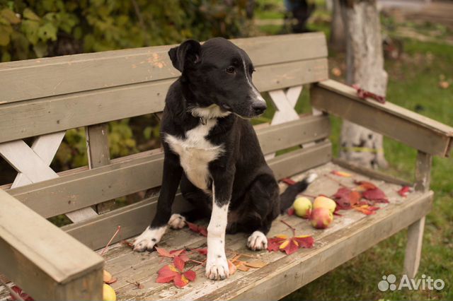 Красавец Слай в поисках дома