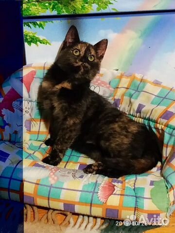 Котёнок Верта