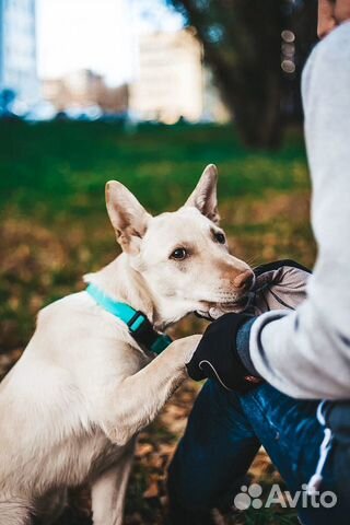 Каспер ищет дом