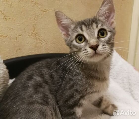 Котёнок в добрые руки - шустрый, весёлый, ласкучий