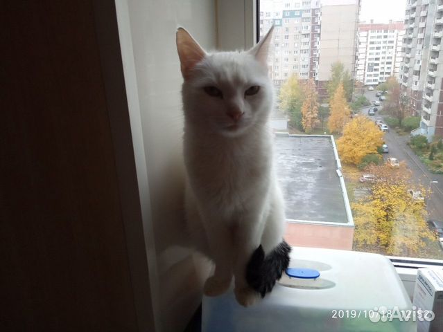 Маргаритка