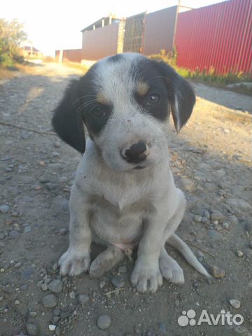 Ищет дом щенок не крупной собачки Вуди