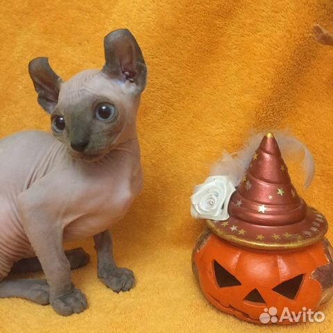 Эльф. Канада