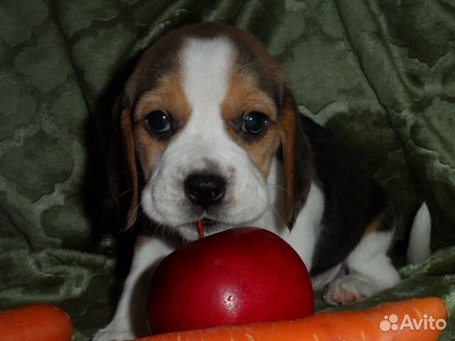 Бигляшки милашки