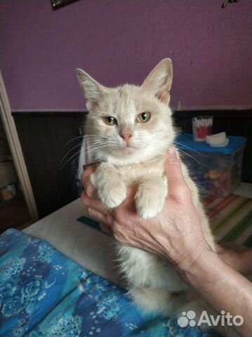 Домашняя персиковая ласковая кошечка в дар