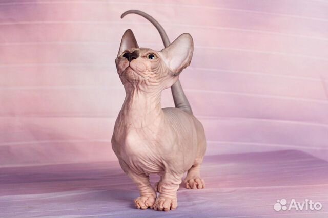 Чудо малыш Бамбино Канадский сфинкс